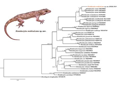 Ml Phylogeny Showing The Phylogenetic Relationships Of The Hemidactylus