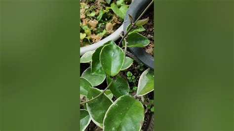 이 세상 아들들의 마지막 말씀 엄마 엄마 같이 가 엄마와 아들의 유대관계가 깊습니다 Youtube