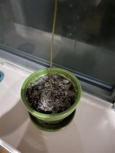 Healthy Soil Decomposition Or Bad Mold Rhouseplants