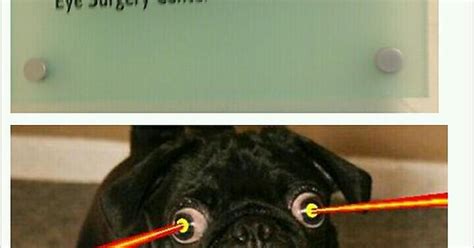 How About Pugs With Fricking Laser Beams Imgur