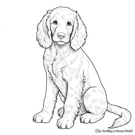 Cocker Spaniel Coloring Pages Free And Printable