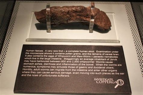 The Lloyds Bank Coprolite A Fascinating Archaeological Discovery