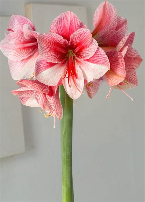 Purple Rain Amaryllis