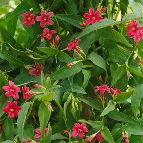 Jasminum Beesianum Cowells Garden Centre Woolsington