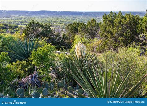 Texas Yucca Madrensis Plant With Views Of The Texas Hill Country Stock
