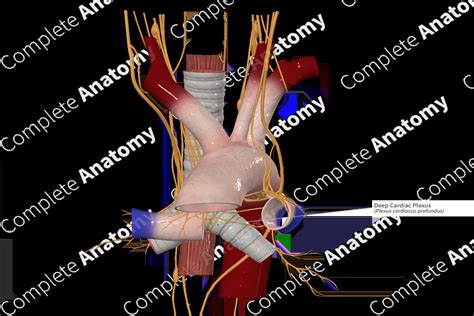 Deep Cardiac Plexus Complete Anatomy Deep Cardiac Plexus Complete Anatomy