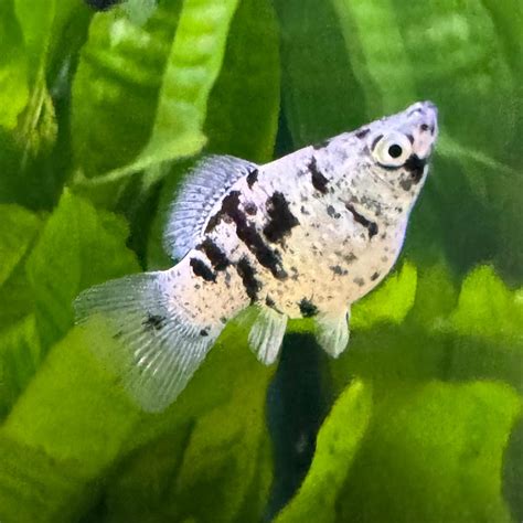 Buy Marble Balloon Molly From The Fish Farm Australia