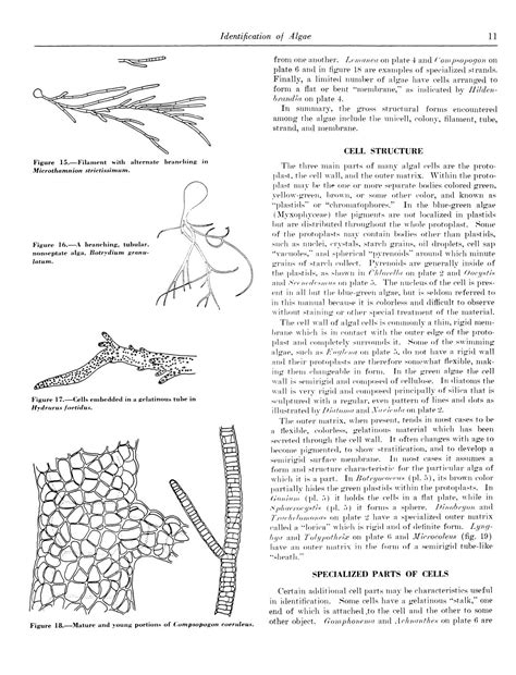 Algae In Water Supplies An Illustrated Manual On The Identification