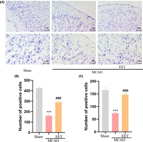 Neuron Morphology And Structure Were Detected By Nissls Staining A