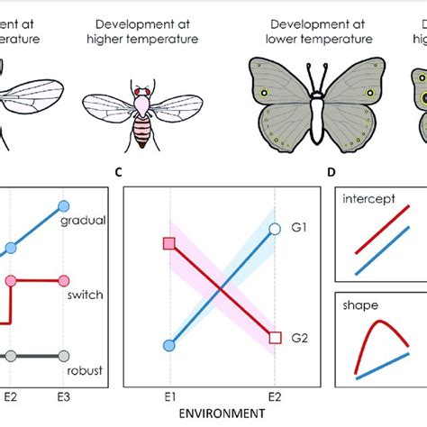 Environmental Effects On Phenotype Expression A Illustration Of