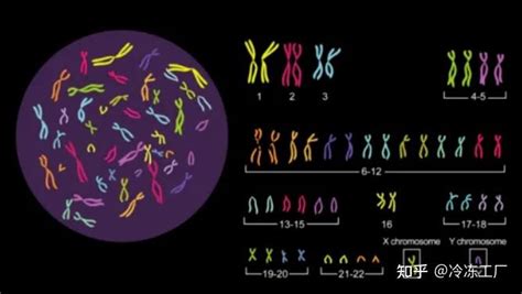 基因组 组装教程 T2t 知乎