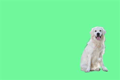 shi labs matting anything at main