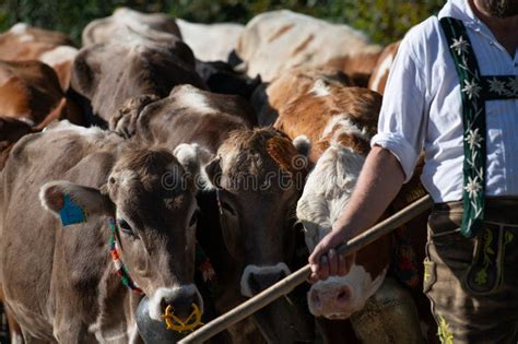 A Group Of Cattle Is Driven Down Into The Valley By A Farmer During The Cattle Drive In The