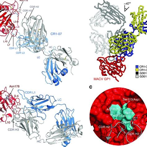 Structure Of A Junv Gp1 Ternary Fab Complex A Ribbon Diagram Of Junv