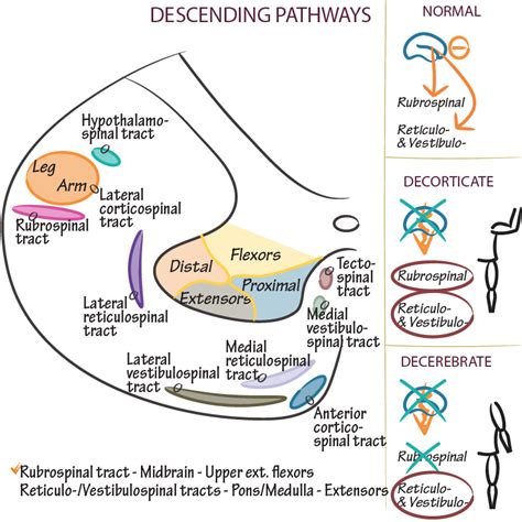 Neuroanatomy Glossary Descending Spinal Cord Pathways Ditki Medical