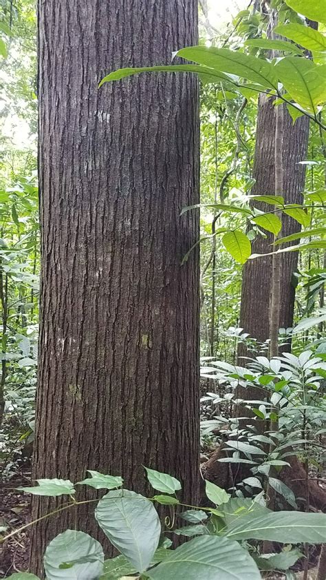 Premium Mahogany Decking And Fencing At Resources Fiji