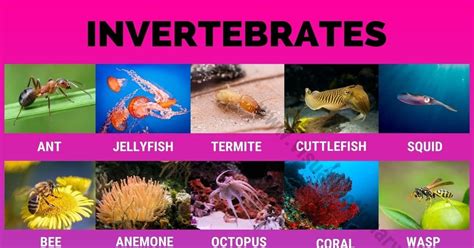 Invertebrates Animals Names