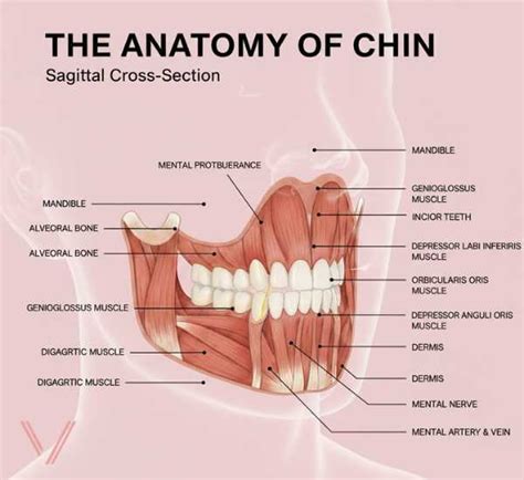 Chin Augmentation Surgery Turkey Professional Surgeons In Istanbul