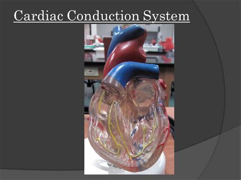 Cardiac Conduction System Sinoatrial Sa Node Atrioventricular Av