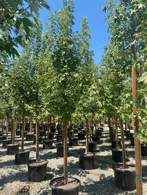 Columnar Red Maple Acer Rubrum ‘armstrong Deciduous Trees Shady Tree Specimen Trees