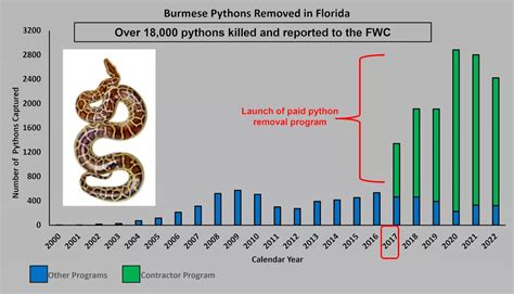 Contractor Discovers Record Nest Of 111 Python Eggs Outdoor Life