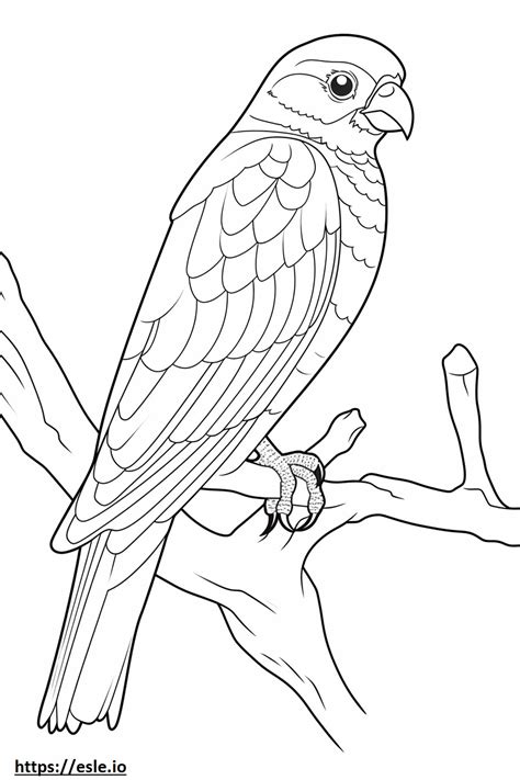 Kestrel Cute Coloring Page