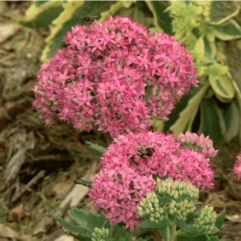 Седум Карл за слънце и суха почва - Sedum Carl | М и М Трейдинг