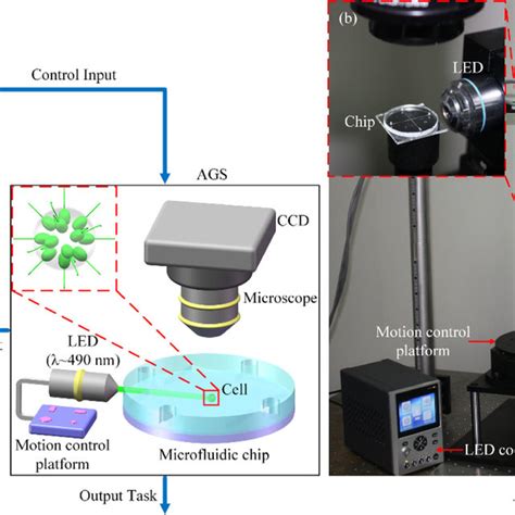 A Schematic Diagram Of The Microsystem Algae Cells Can Receive Control Download Scientific