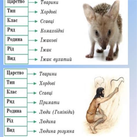 Систематичне положення голуба сизого Приклад порядку у фото Школьные Знания Com