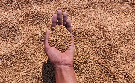 Цены на пшеницу на максимумах Что будет дальше с рынком продовольствия РБК