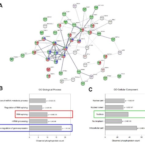 Proteomic Data Analysis A Interaction Network Of Regulated Proteins Download Scientific