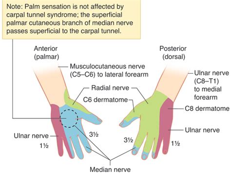 Dermatomes Hand And Wrist