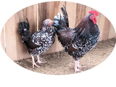 Цэвэр үйлдвэрийн тахиа шувуу зарах солилцох нэгдсэн групп