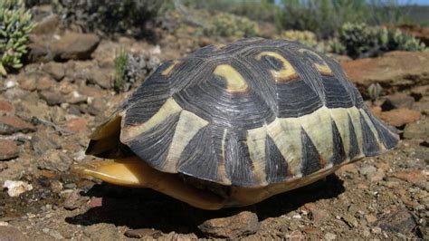 5 Tortoise Shell Problems And Way To Treat Them The Turtle Hub