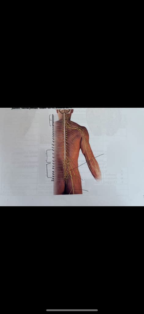 Lab Quiz 2 Labeling Diagram Quizlet