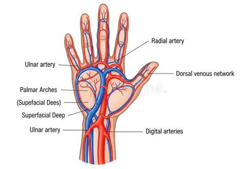 Anatomical Diagram Of A Human Hand Showing The Circulatory Stock