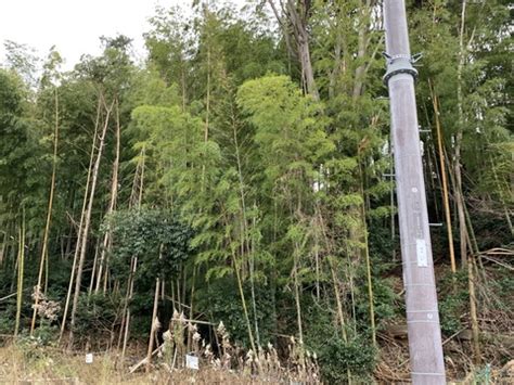 幡枝八幡宮は刀工堀川国広ゆかりの神社です京都市左京区岩倉 ひだち教室