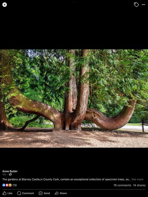 Pin By Christine Lindstrom On Trees Of Age Tree