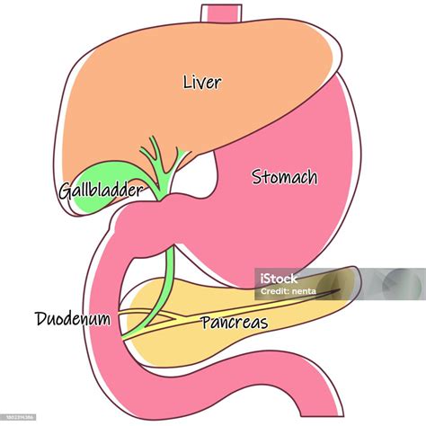 Illustration Of The Liver Stomach Duodenum Gallbladder And Pancreas Stock Illustration