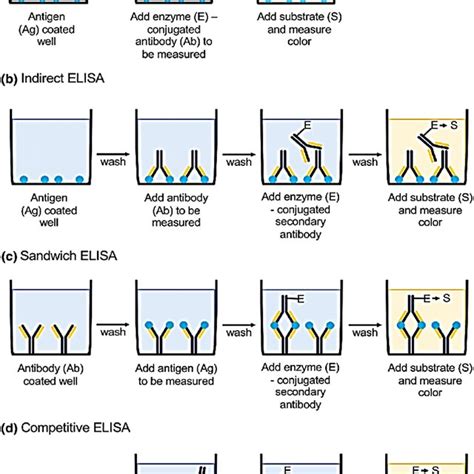 The Different Types Of Enzyme Linked Immunosorbent Assays Elisas A Download Scientific