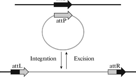 general scheme of site specific recombination download scientific
