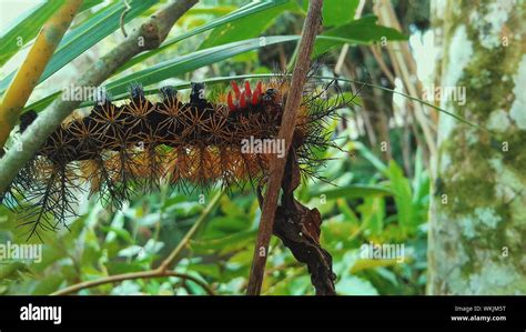 Caterpillar Tree Hi Res Stock Photography And Images Alamy