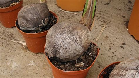 ΦΥΤΑ ΕΣΩΤΕΡΙΚΟΥ ΧΩΡΟΥ Youtube