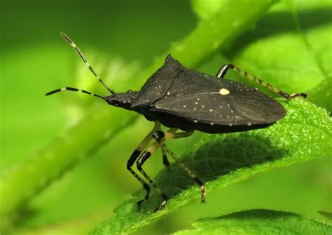 18 Stink Bugs In Texas With Pictures And Identification