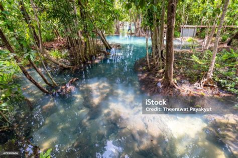 타 폼 클롱 성남 크라비 태국의 아름답고 유명한 관광지타 폼 운하의 토탄 늪 숲 공원은 두 개의 물 운하를 나타냅니다 때문에 특별한 기능과 위치 어디 맑은 민물 푸 끄라비에