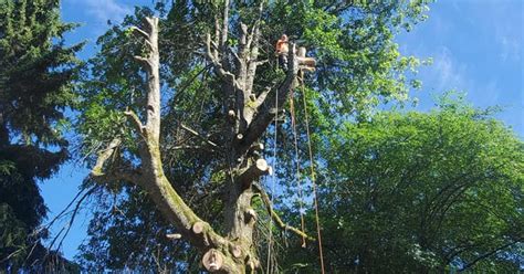 Tree Trimming Shelton WA Nearby Areas H M Tree Service
