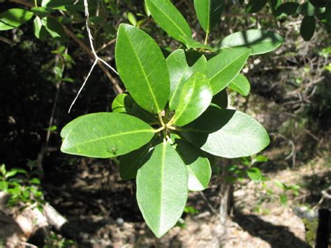 Mangroves At Cape Hillsborough Mackay Queensland Australia