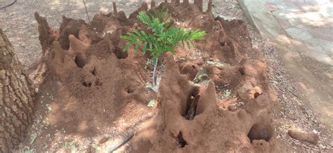 Everything About Ant Mound Types Identification And Facts