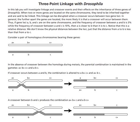 Solved Three Point Linkage With Drosophila In This Lab You