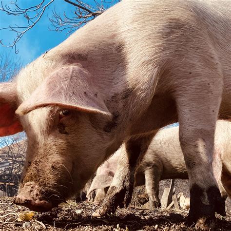 იყიდება ღორები გოჭები Facebook